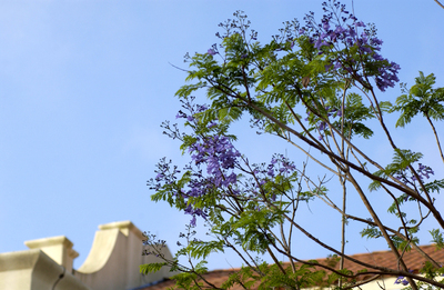 "[Stock] Photograph of a Jacaranda Tree" by University of Texas at ...